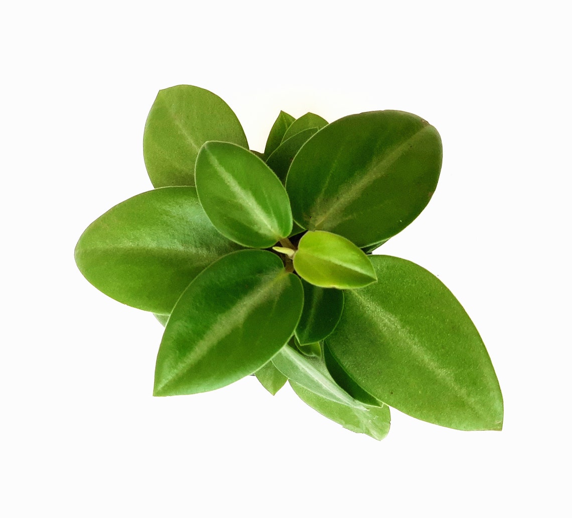 3.5 Teardrop Peperomia Peperomia orba Pixie Peperomia | Etsy