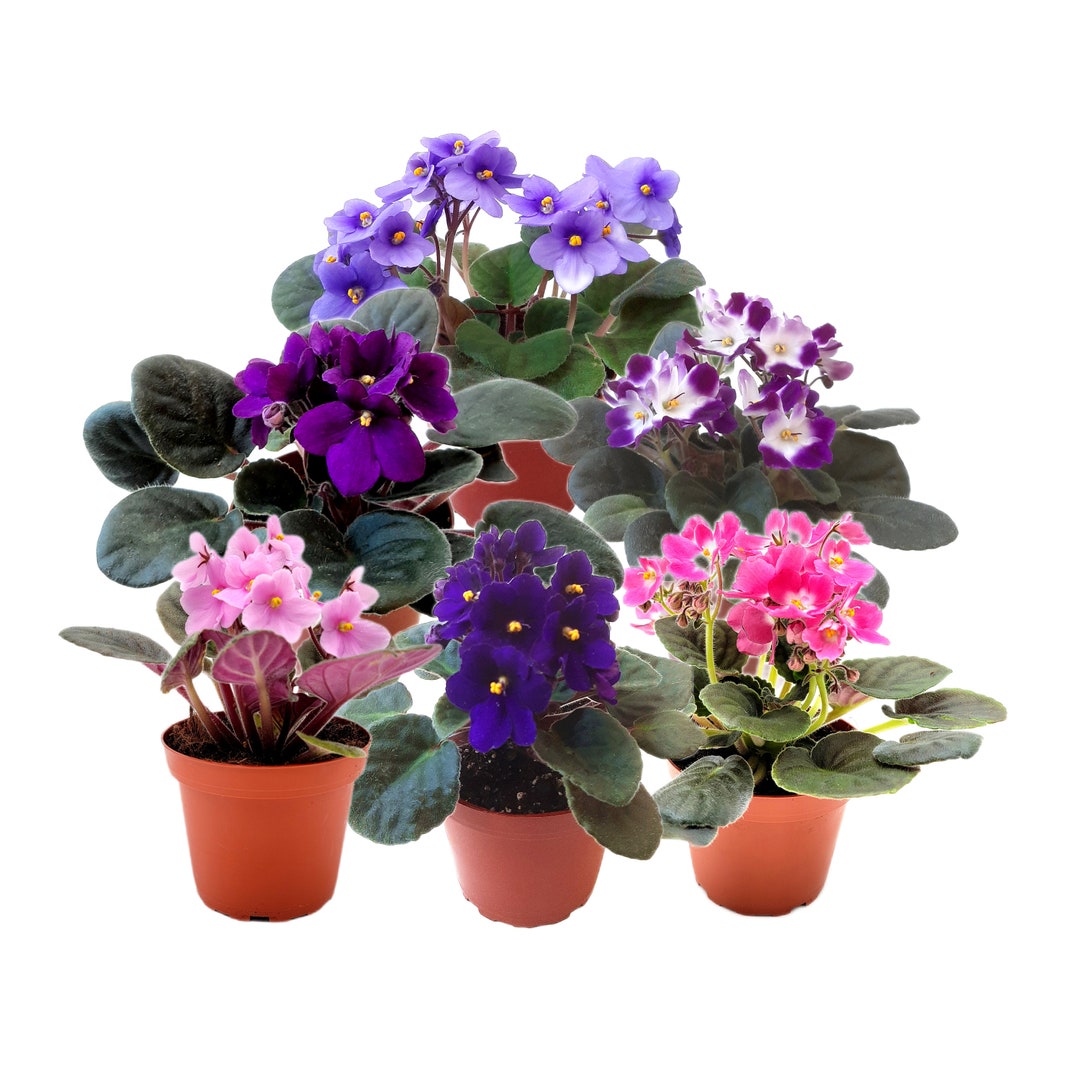 Six 4"-pot African Violets, Saintpaulia Ionantha, From 12 Available ...