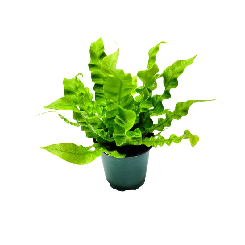 Crispy Wave Fern, Asplenium Nidus, Birds Nest Fern – Houseplants, Gift ...