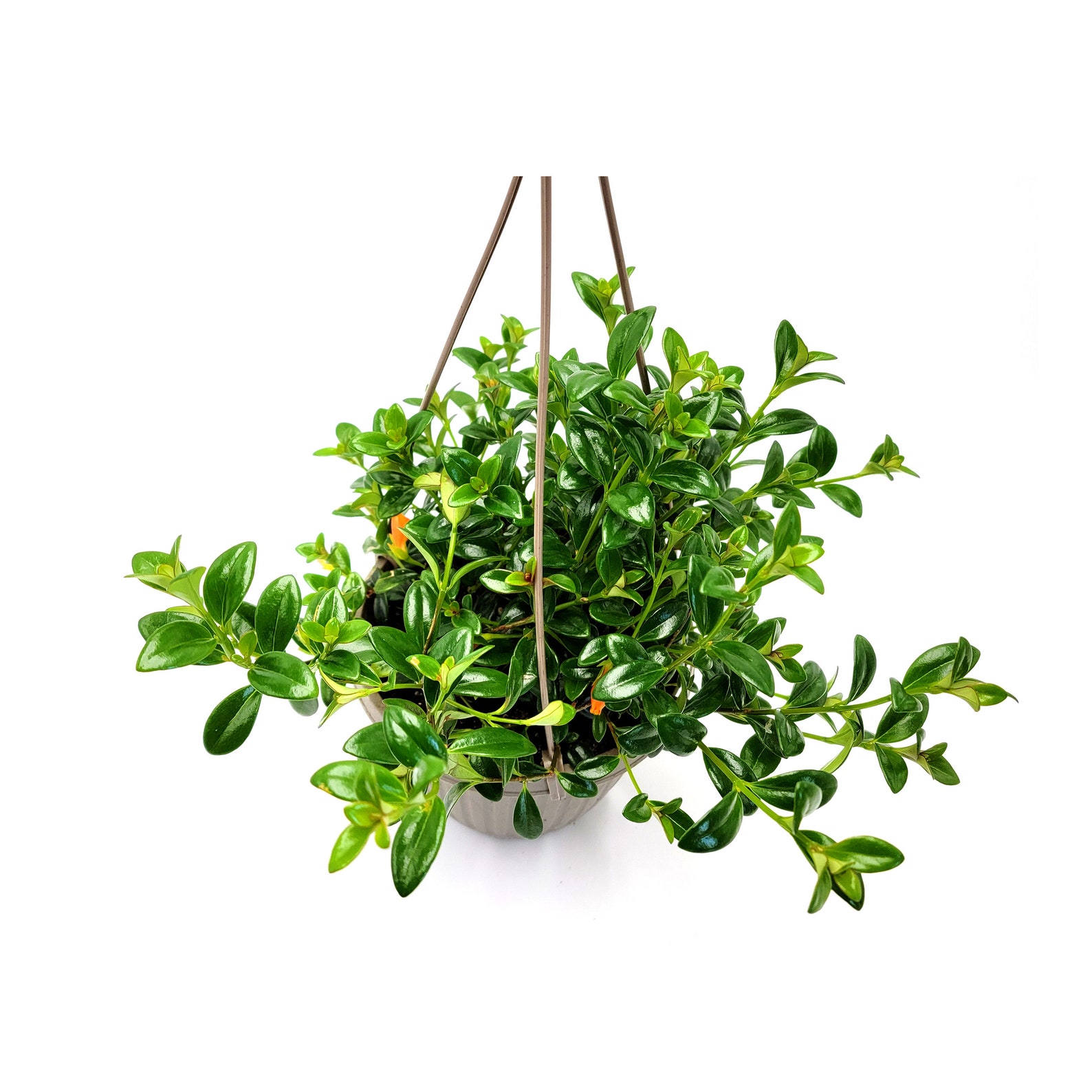6 Hanging Basket of Goldfish Plant Nematanthus - Etsy