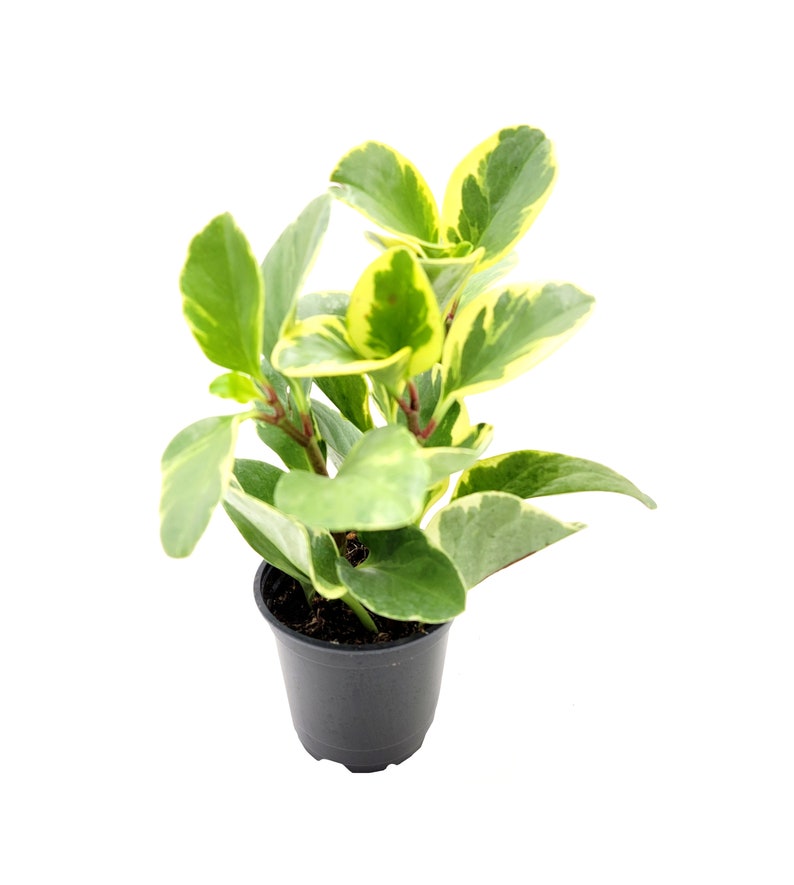 Peperomia Green Variegated, Peperomia Obtusifolia, Baby Rubberplant ...