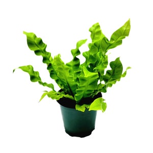 Crispy Wave Fern, Asplenium Nidus, Birds Nest Fern – Houseplants, Gift ...
