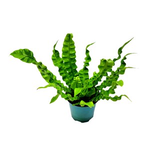 Crispy Wave Fern, Asplenium Nidus, Birds Nest Fern – Houseplants, Gift ...