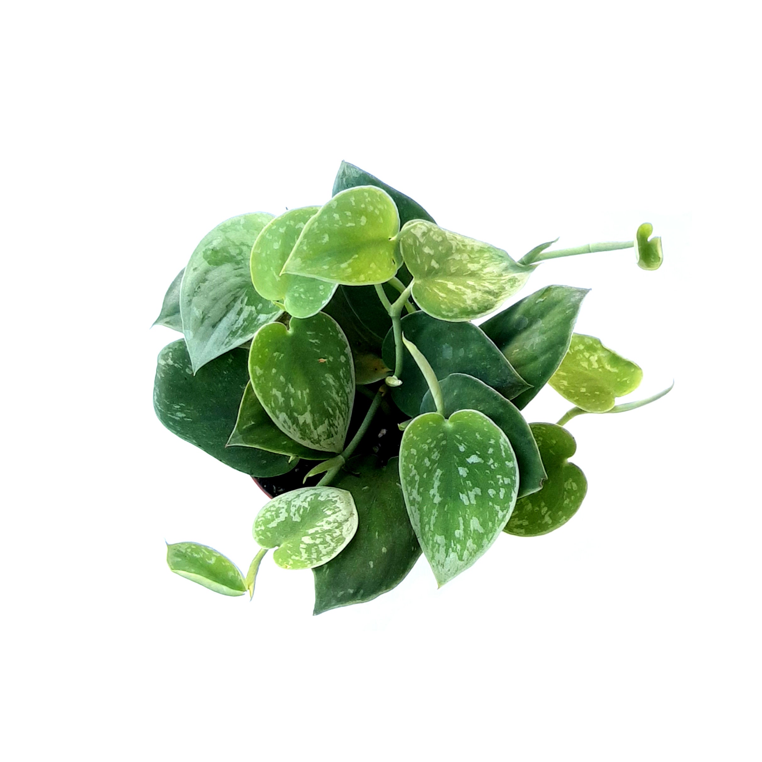 Satin Pothos Scindapsus Pictus argyraeus Vining Plants - Etsy