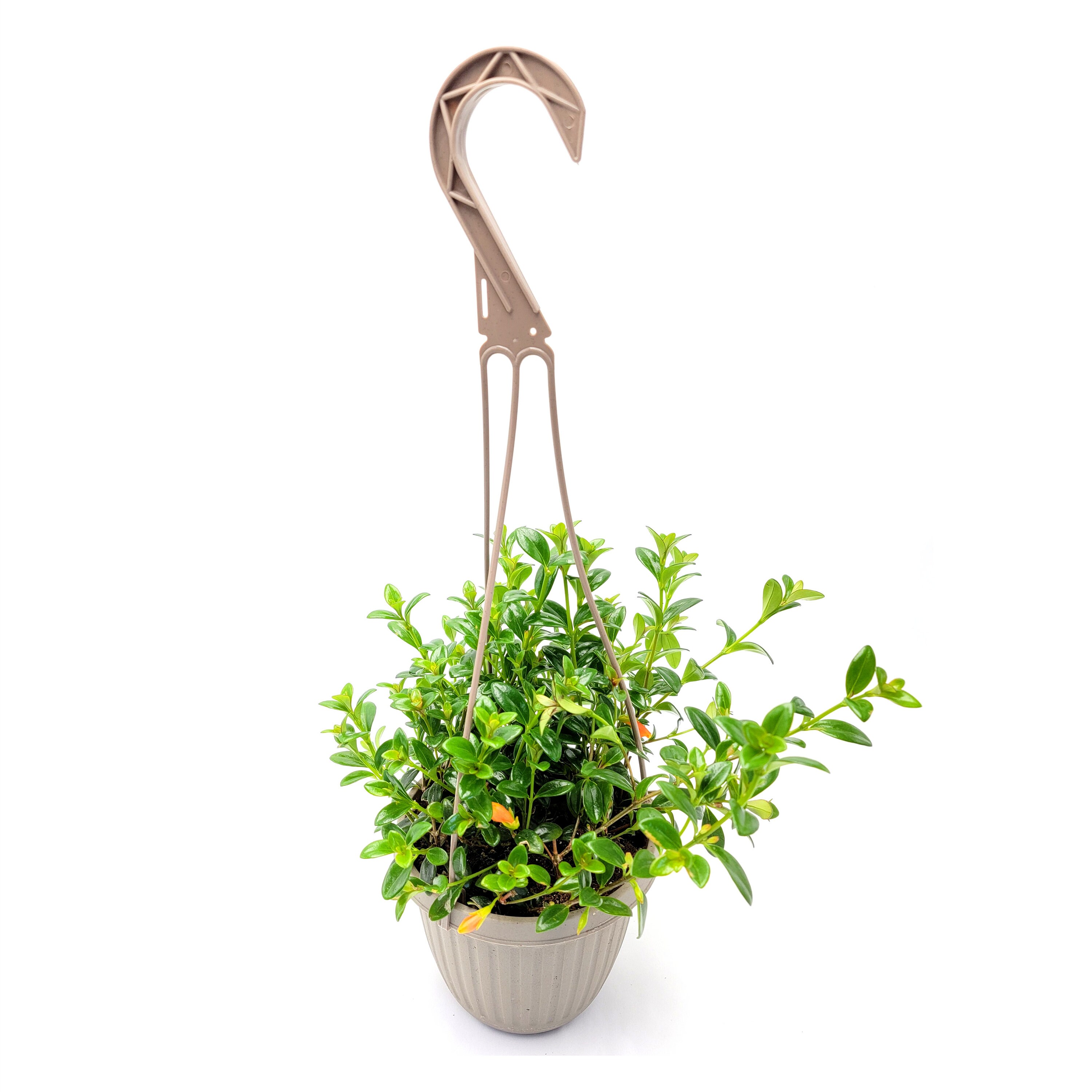 6" Hanging Basket of Goldfish Plant, Nematanthus Gregarious ...