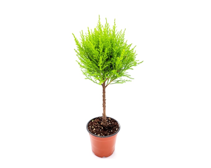 Lemon Cypress Tree Plant • Mini Tree Houseplant for Indoor/outdoor ...