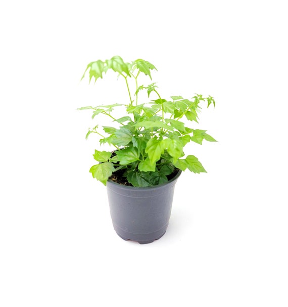 China Doll Tree House Plant