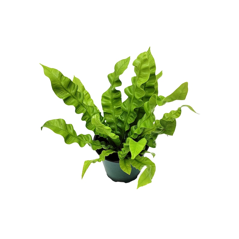Crispy Wave Fern, Asplenium Nidus, Birds Nest Fern – Houseplants, Gift ...