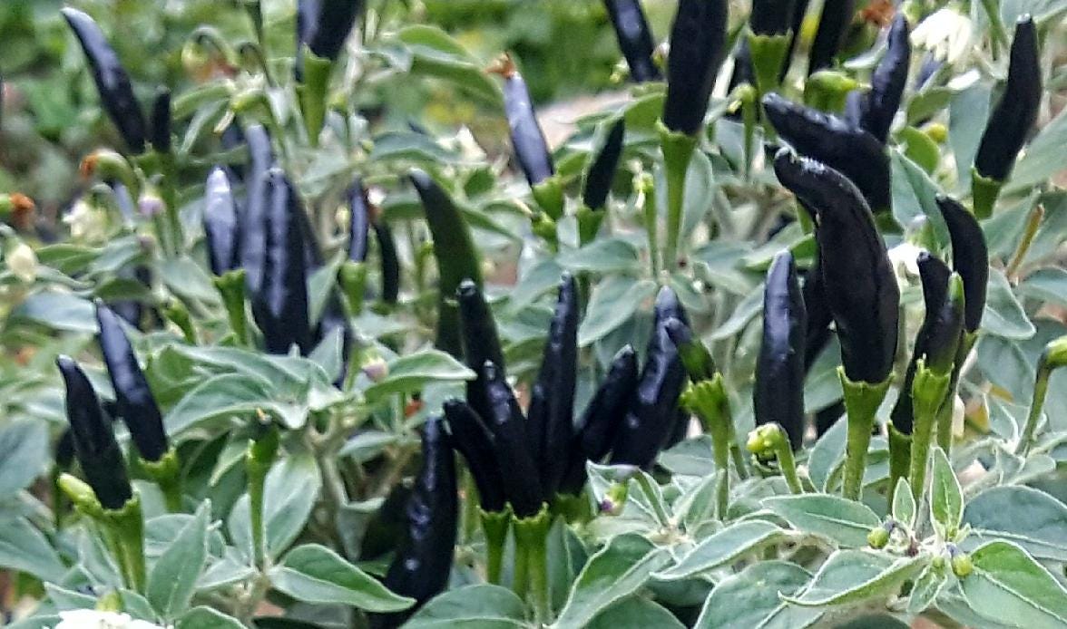 30+fresh Rare Black Cobra Hot Chili,black Pepper Organic Seeds - Etsy