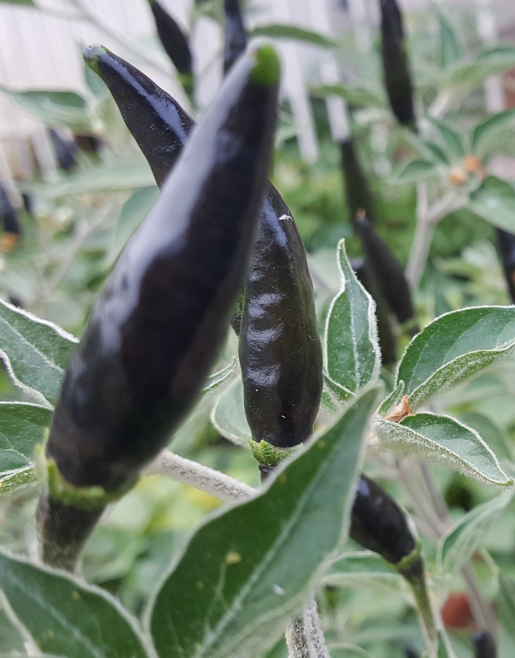 30fresh Rare Black Cobra Hot Chiliblack Pepper Organic Seeds - Etsy