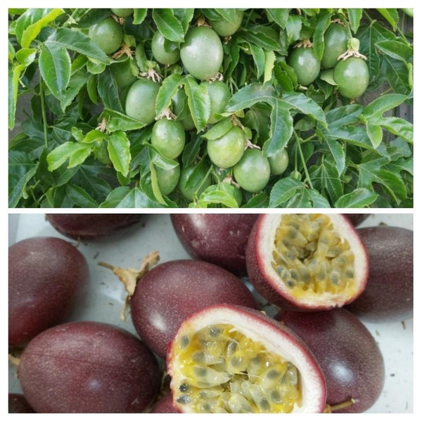 Fruit Seeds Etsy