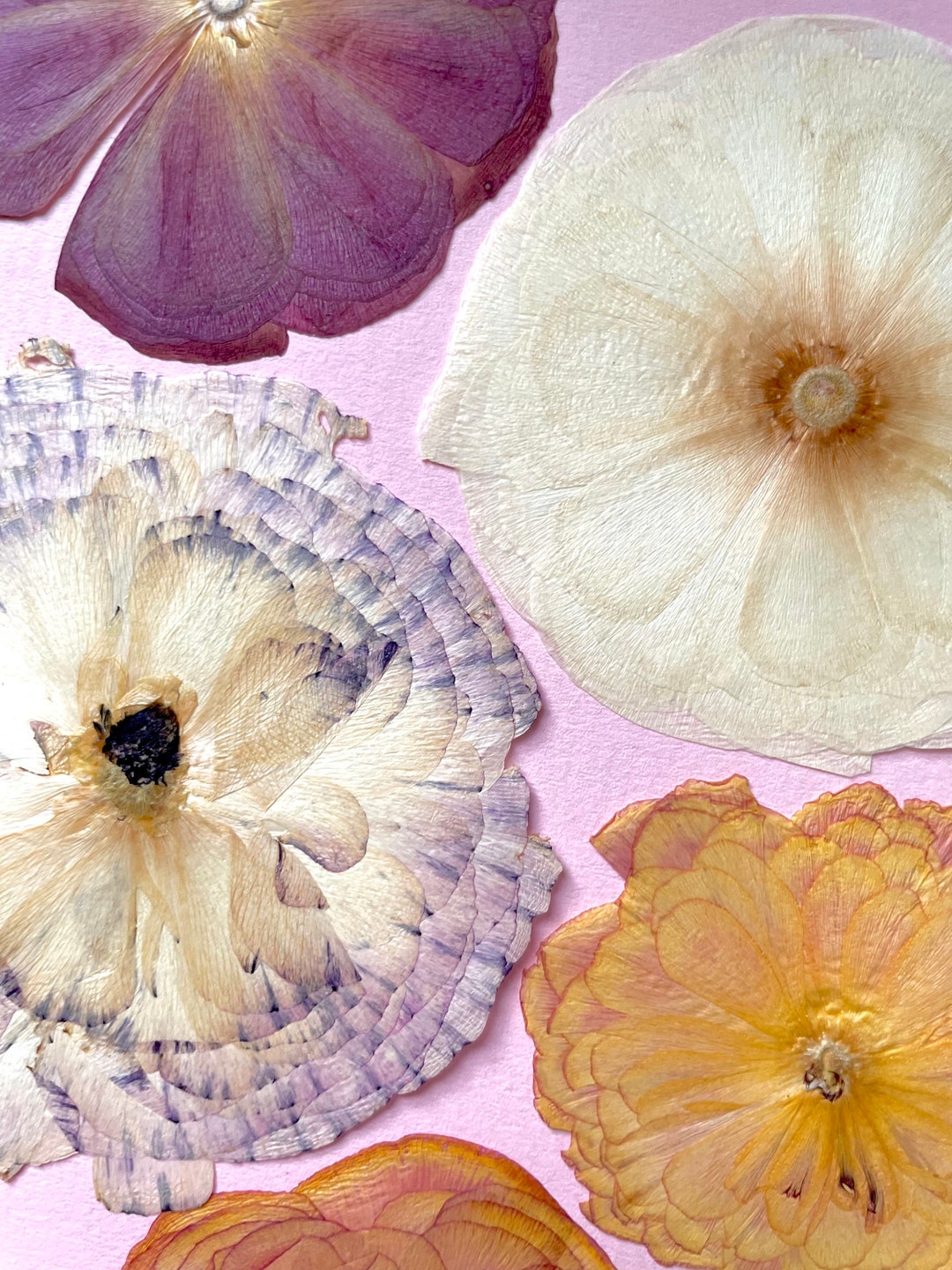 Pressed Flower Photo Print 8x10 Ranunculus Print - Etsy