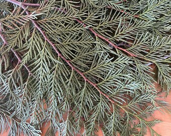 Fresh Cedar Branches Preserved Cedar Preserved Greenery - Etsy
