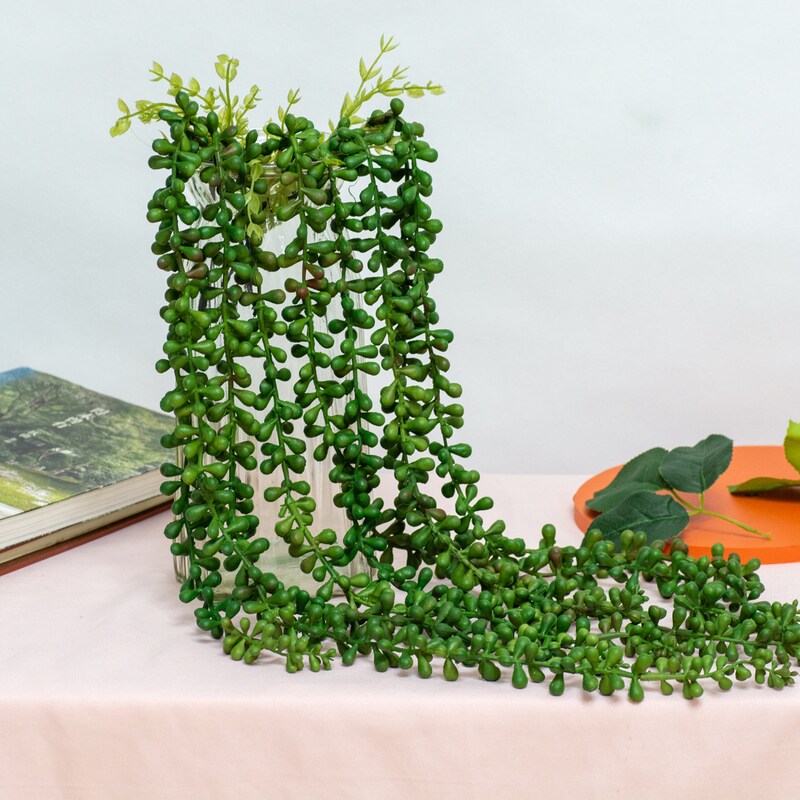String of Pearls Succulent - Etsy