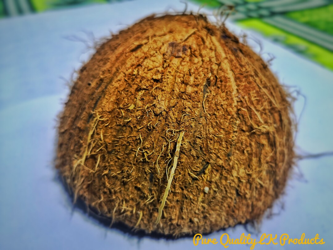 Coconut Shell, Coconut Shell Half, Coconut Shell for Handicraft or Pet ...