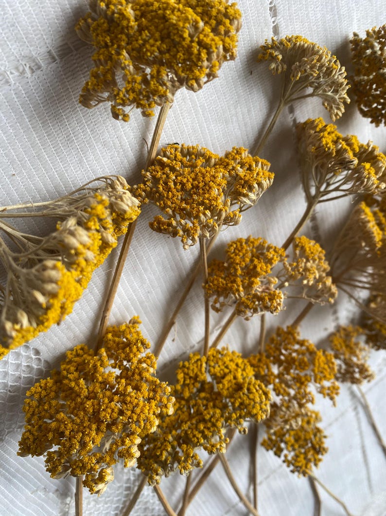 Bundle of Dried Yellow Yarrow, 15 Sprigs - Etsy