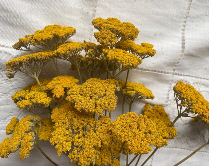 Bundle of Dried Yellow Yarrow, 20 Sprigs - Etsy