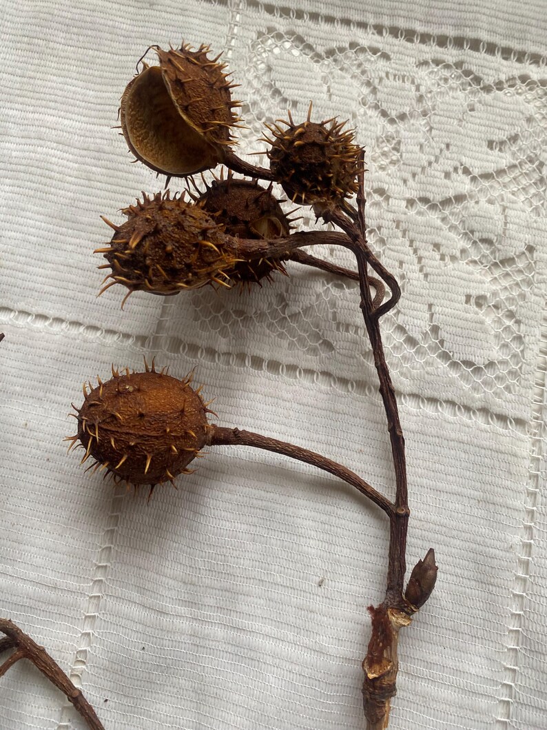 Natural Chestnut Branch, Handicraft Supplies - Etsy UK