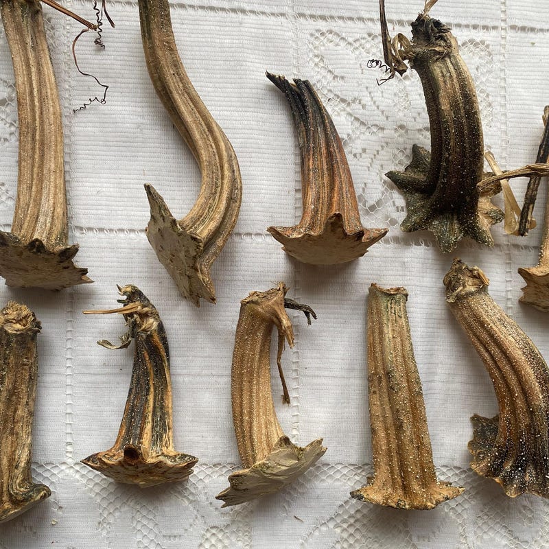 Pumpkin Stems - Etsy