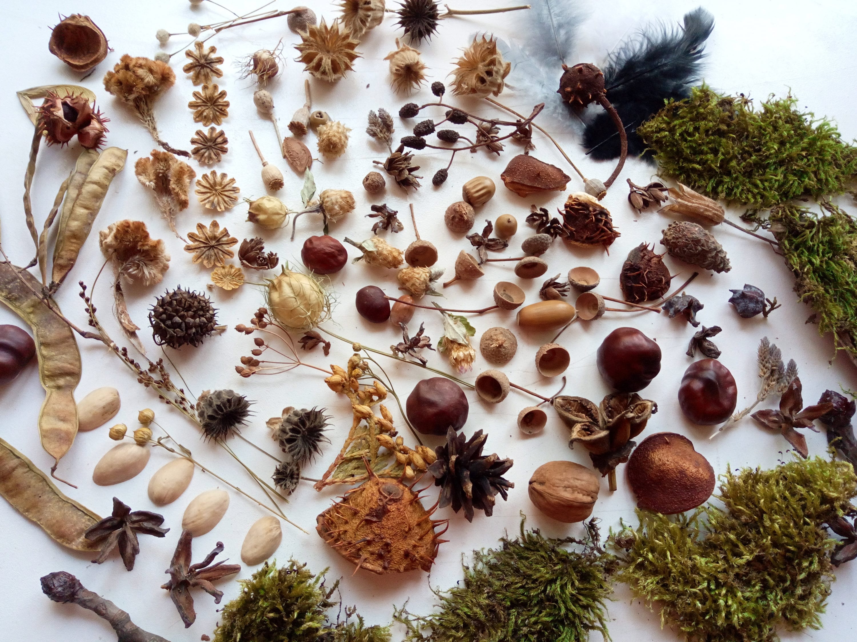A Set of Forest Finds Natural Materials for Creative Projects - Etsy