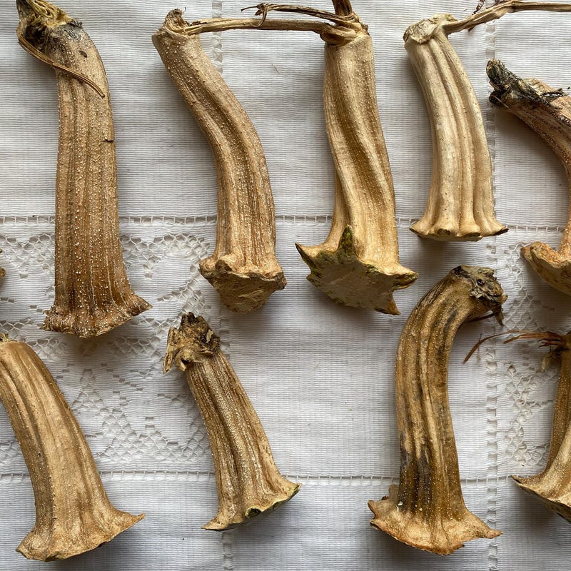 Pumpkin Stems - Etsy