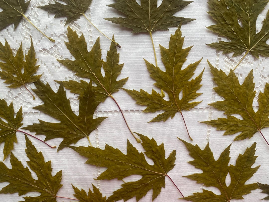25 Real Dried Maple Leaves, Dried Leaves for Crafts - Etsy