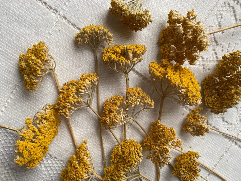 Bundle of Dried Yellow Yarrow, 15 Sprigs - Etsy