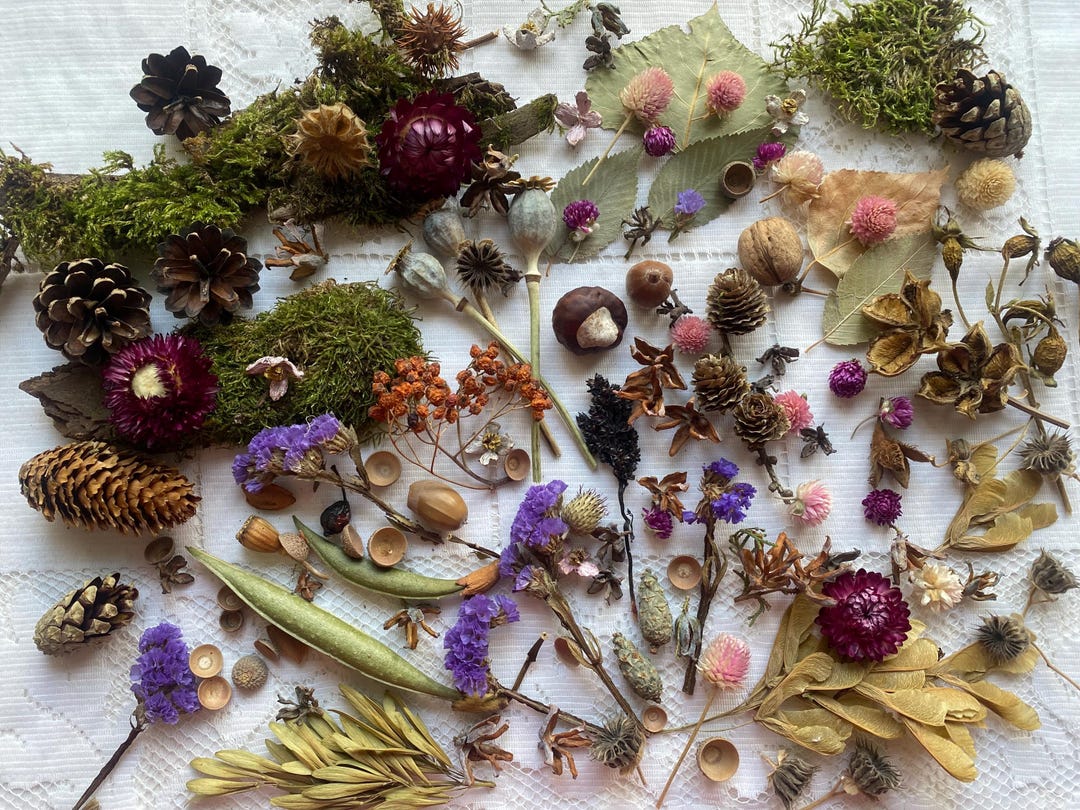 Set of Forest Finds, Gifts of the Forest, Natural Materials for ...