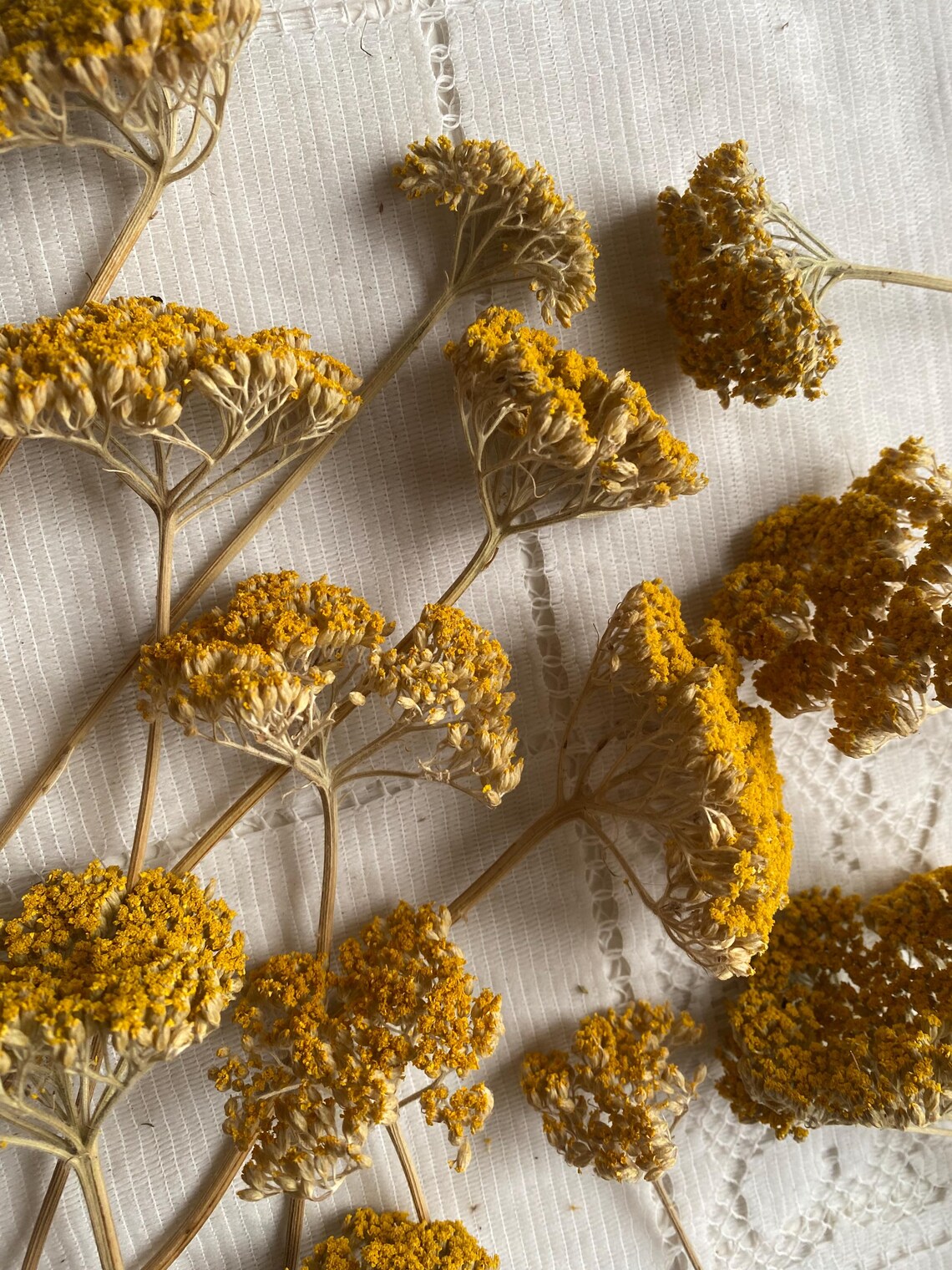Bundle of Dried Yellow Yarrow, 15 Sprigs - Etsy