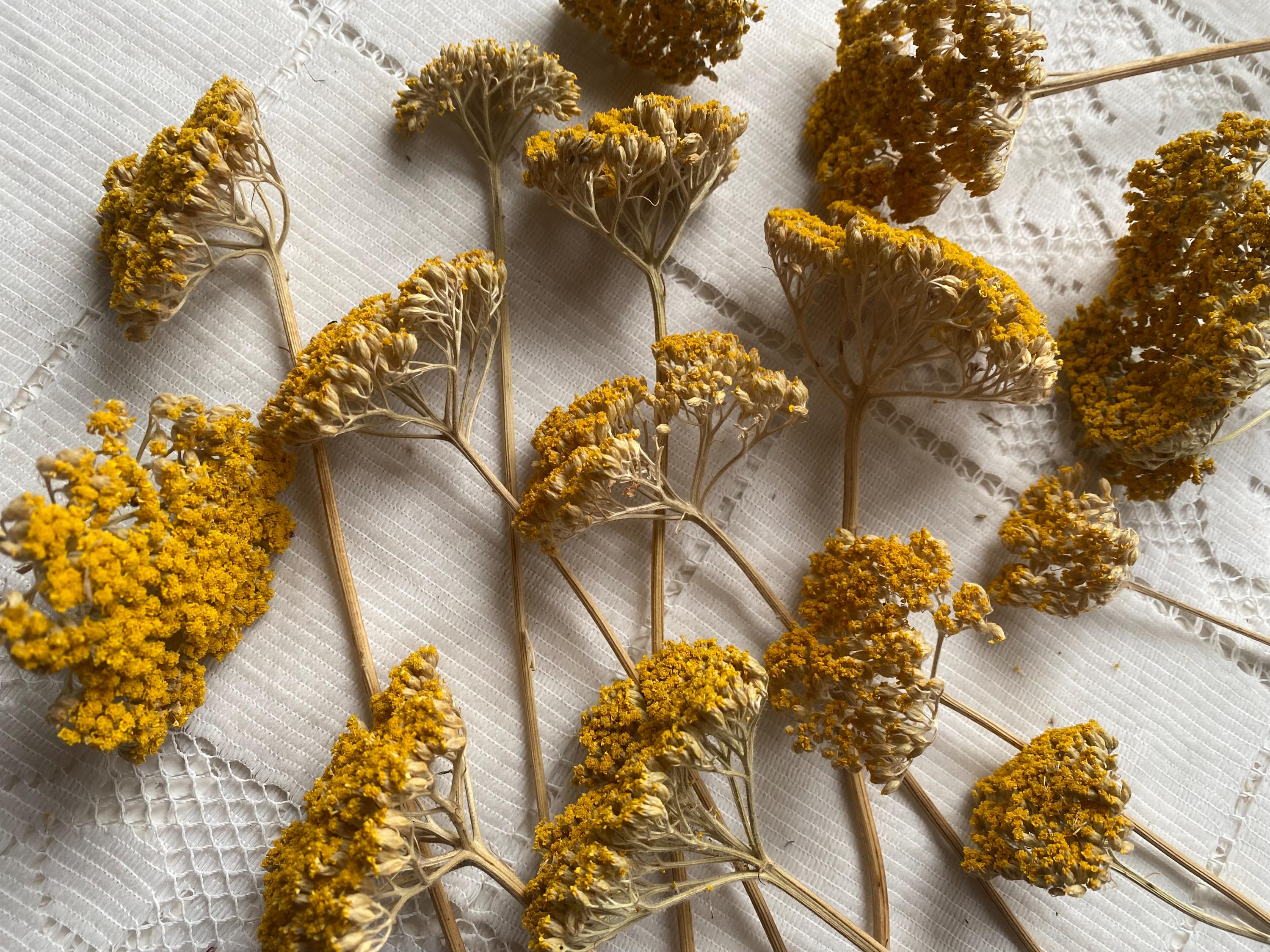 Bundle of Dried Yellow Yarrow, 15 Sprigs - Etsy
