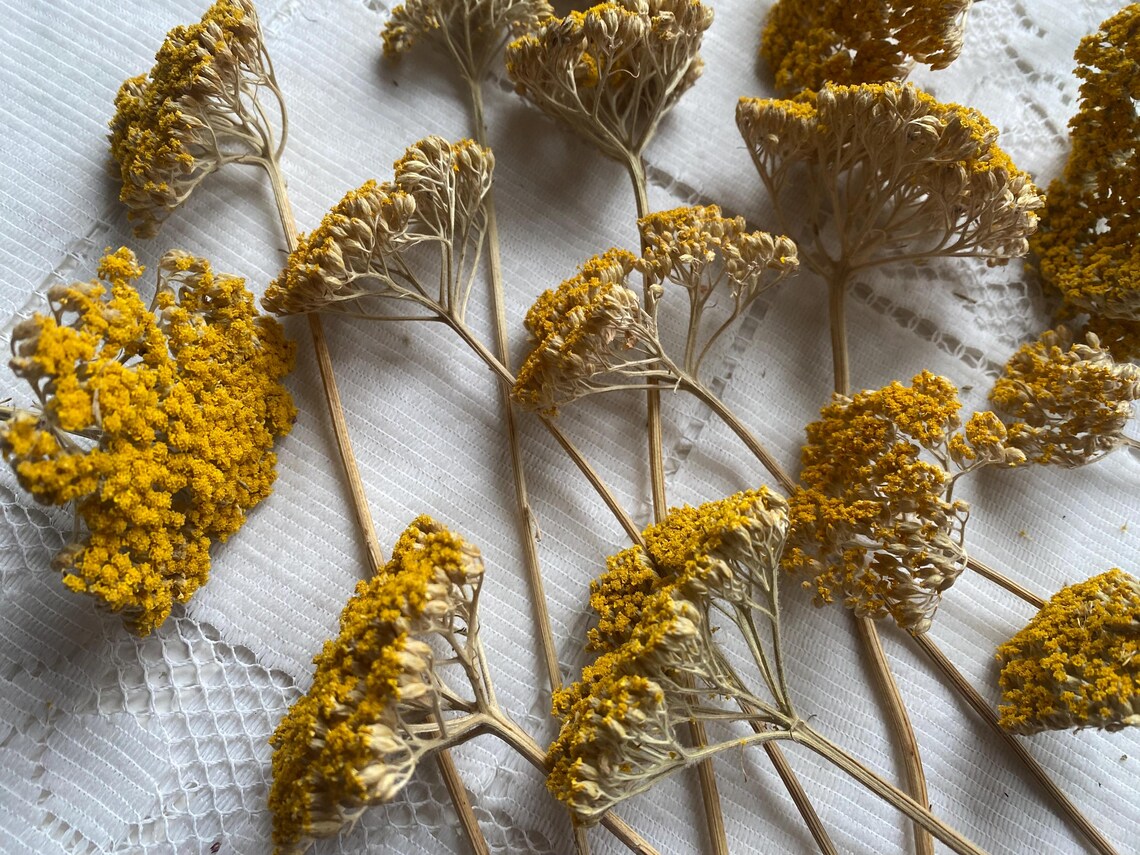 Bundle of Dried Yellow Yarrow, 15 Sprigs - Etsy