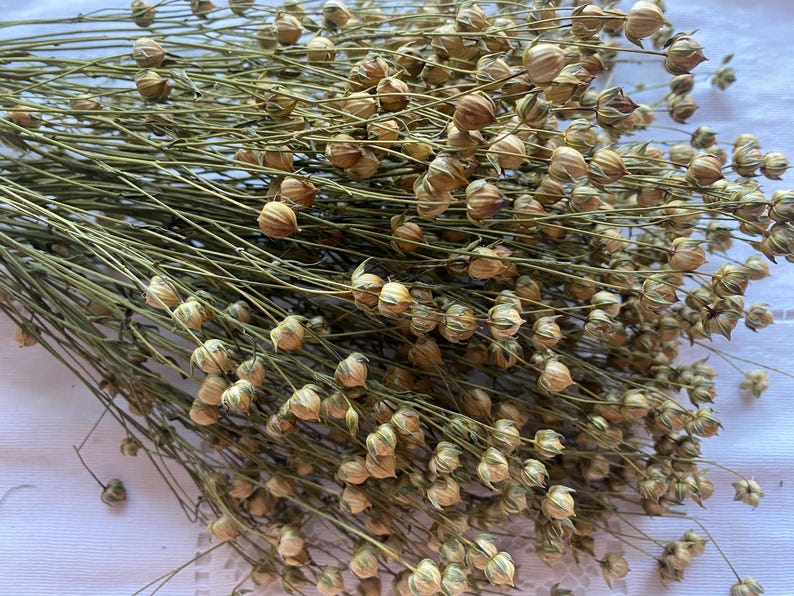 Natural Dried Flax Stalks - Hamster Sprays - 100g - Etsy