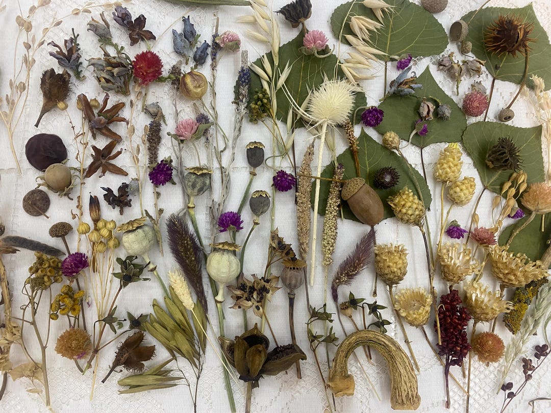 Set of Forest Finds, Gifts of the Forest, Natural Materials for ...