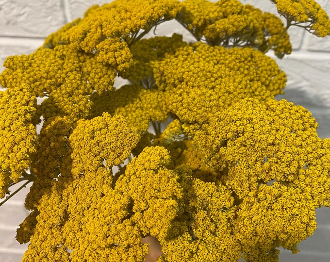Bundle of Dried Yellow Yarrow, 15 Sprigs - Etsy