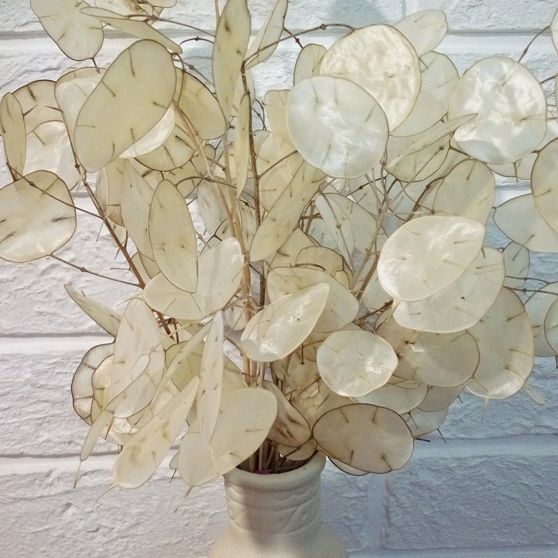 Dried Lunaria - Etsy