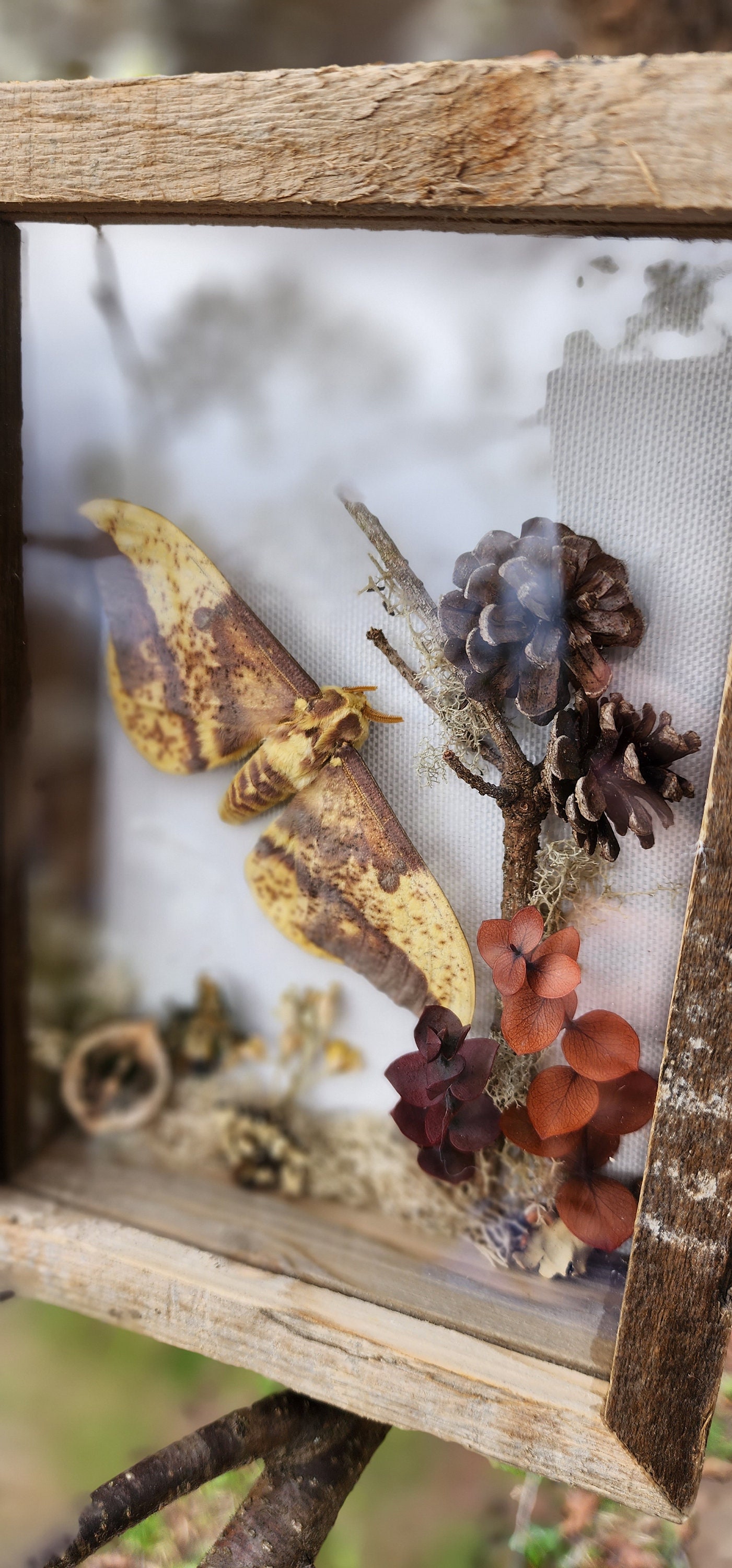 Imperial Moth Display - Etsy