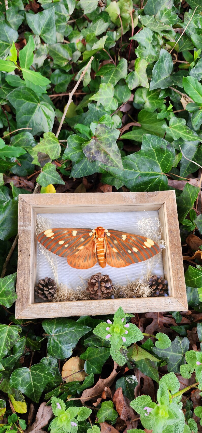 Hickory Moth Display - Etsy