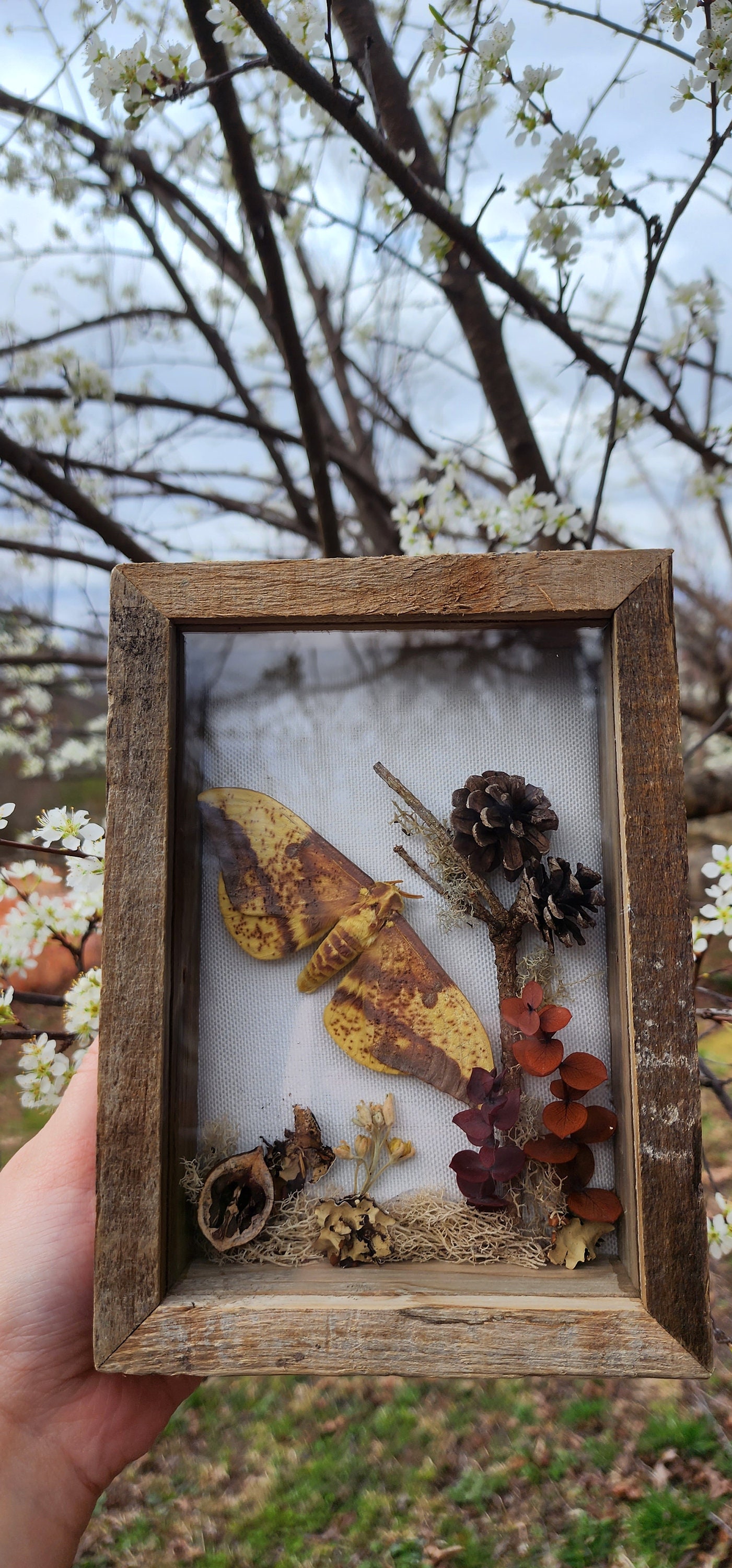 Imperial Moth Display - Etsy