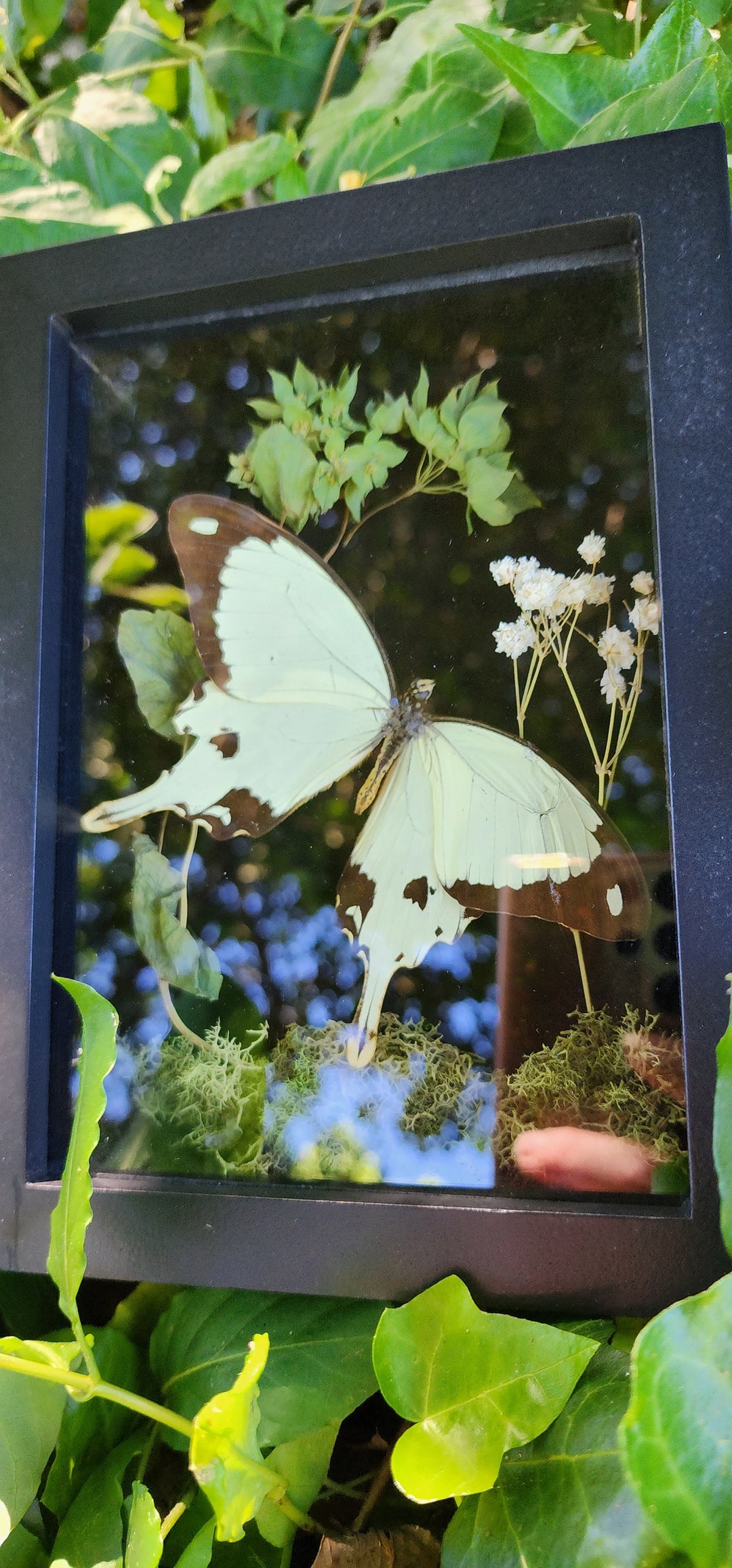 Flying Handkerchief Butterfly - Etsy