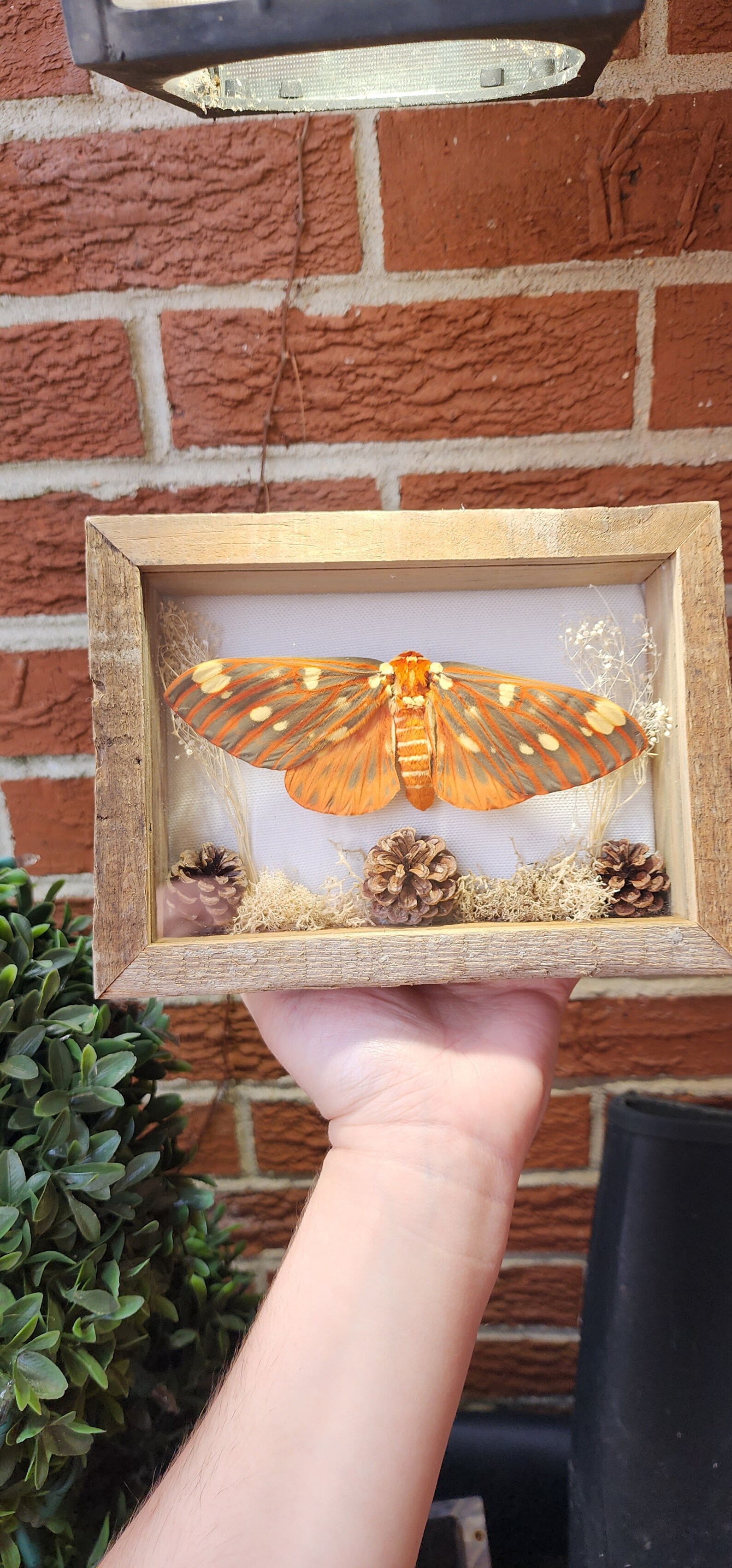 Hickory Moth Display - Etsy
