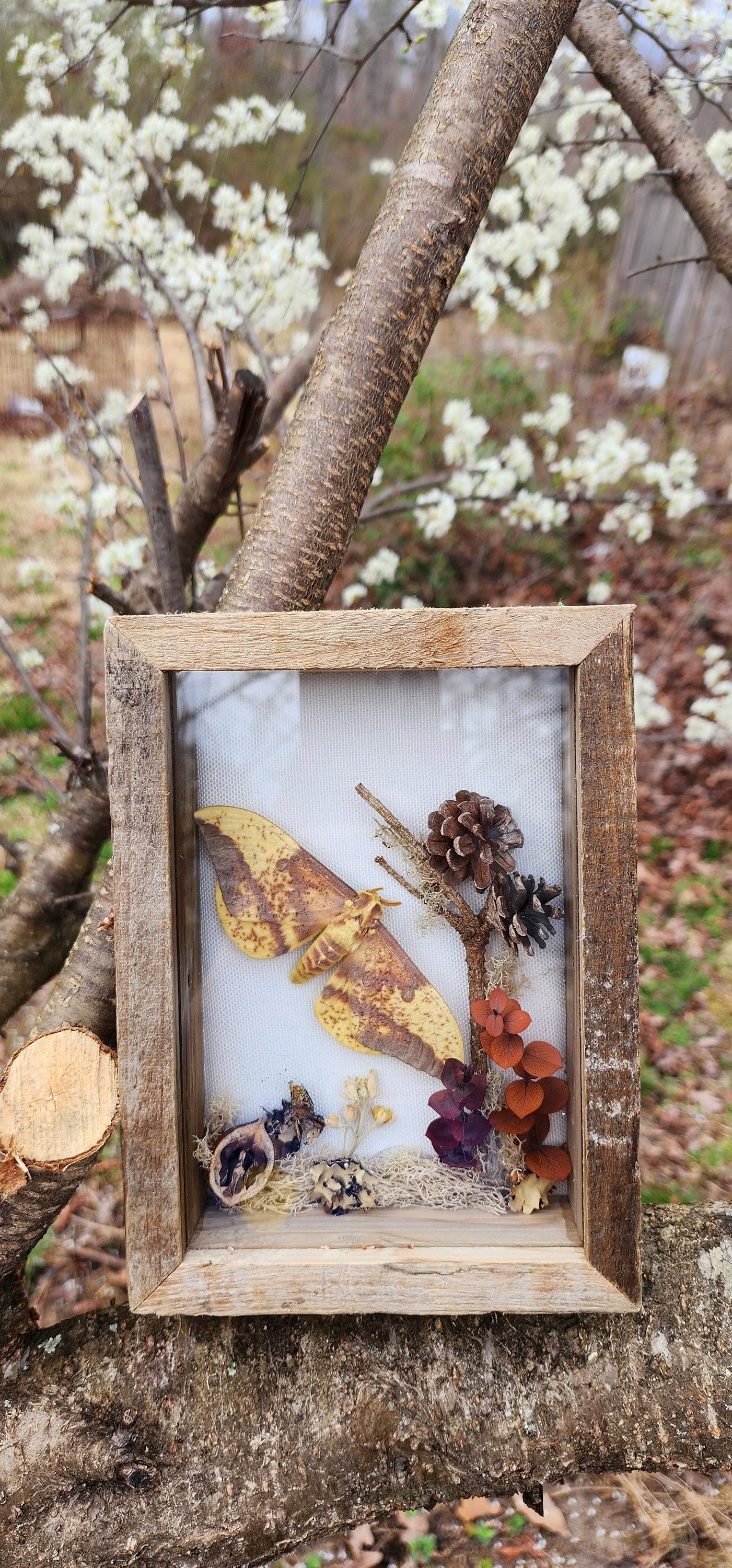 Imperial Moth Display - Etsy