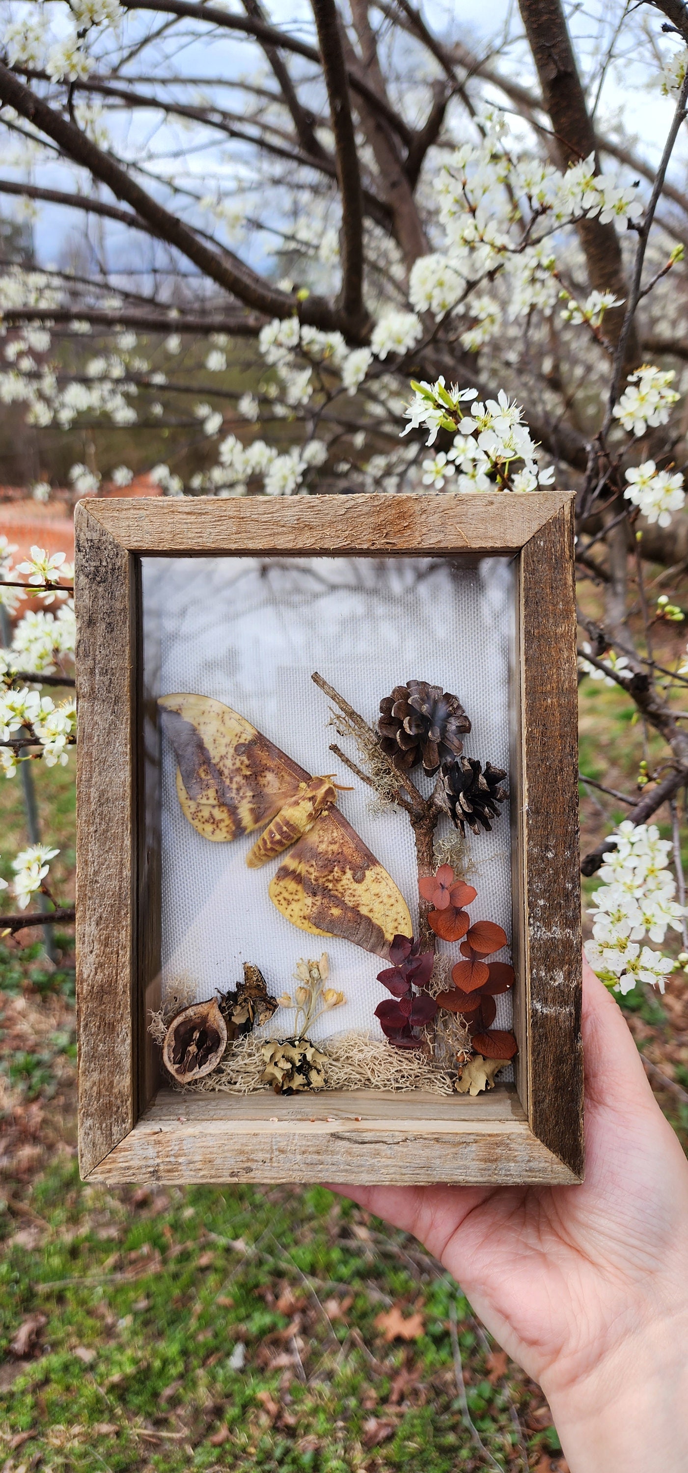Imperial Moth Display - Etsy
