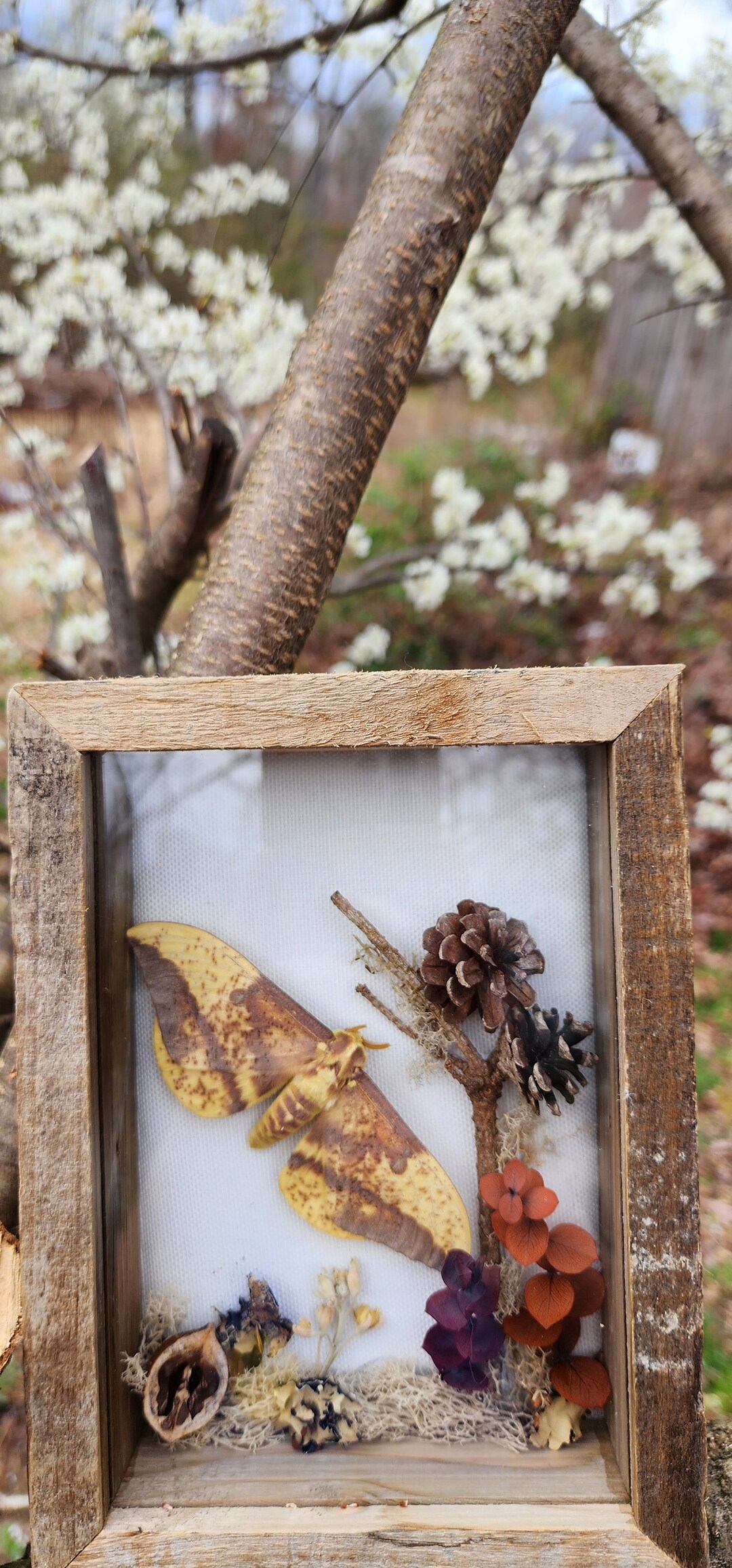 Imperial Moth Display - Etsy