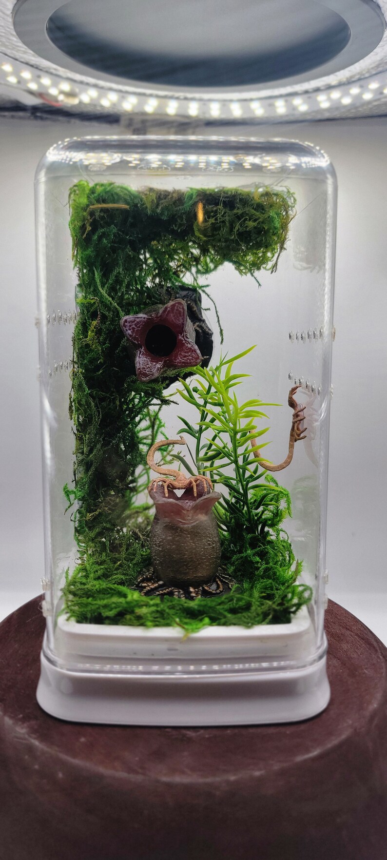 Xenomorph // Jumping Spider Enclosure // Alien Spider Home// Spider ...