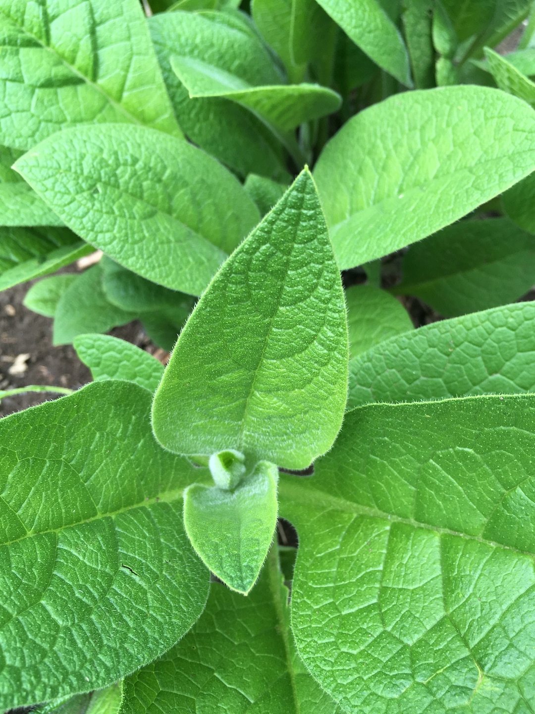 COMFREY LEAF DRIED Organic Medicinal Herbs Healing Herbs Immune Support - Etsy