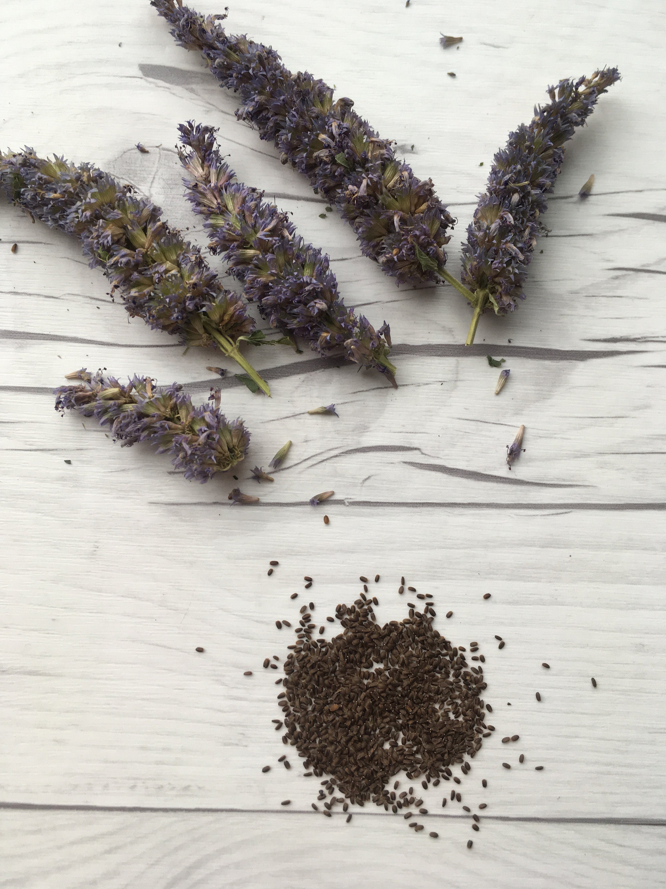 ANISE HYSSOP SEEDS, Organic Medicinal Herbs, Perennial Seeds, Herbal ...