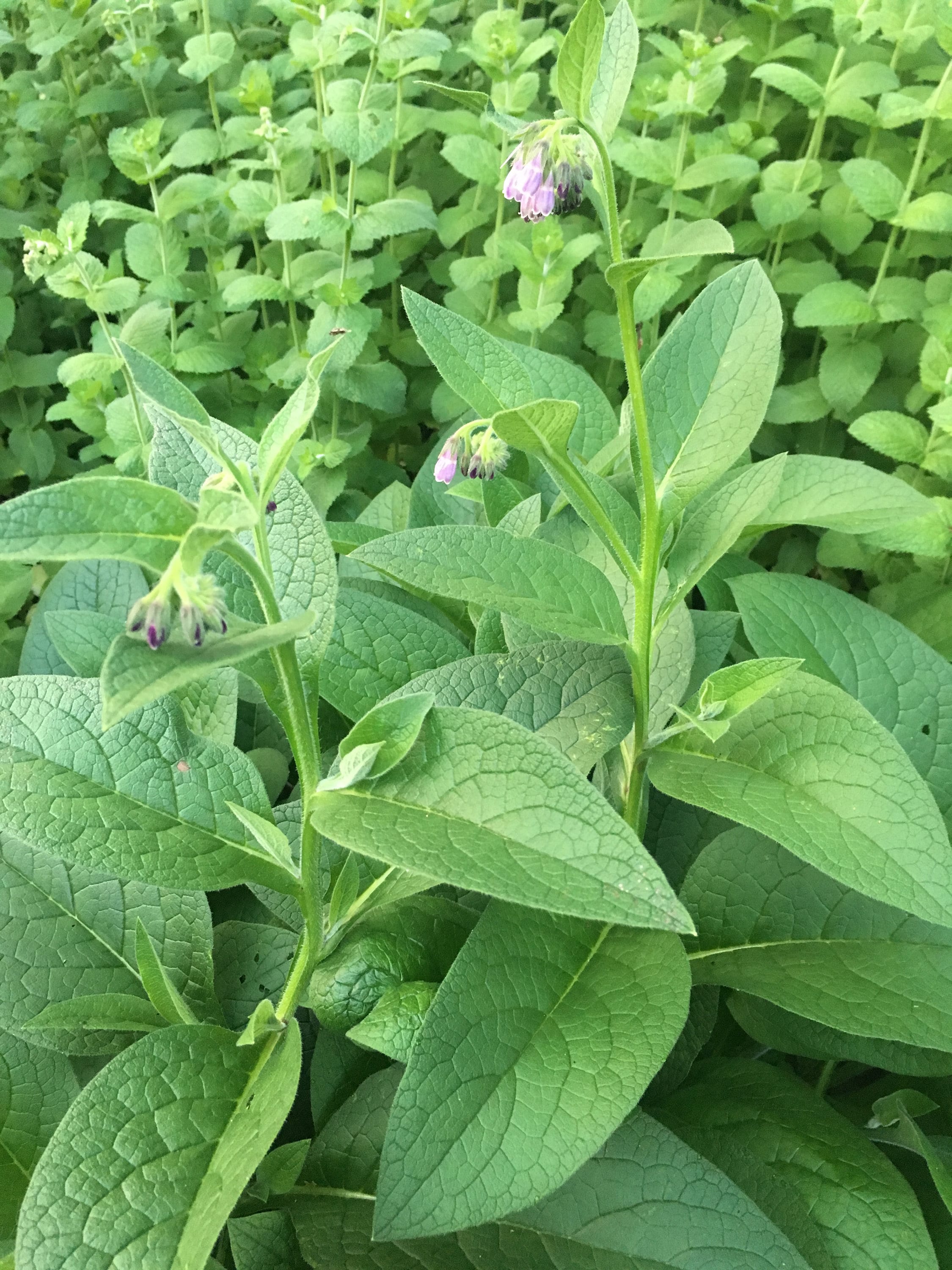 COMFREY LEAF DRIED Organic Medicinal Herbs Healing Herbs Immune Support ...