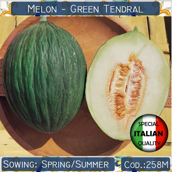 10 Melon Green Tendral Seeds Italian Melon Seeds Neapolitan | Etsy