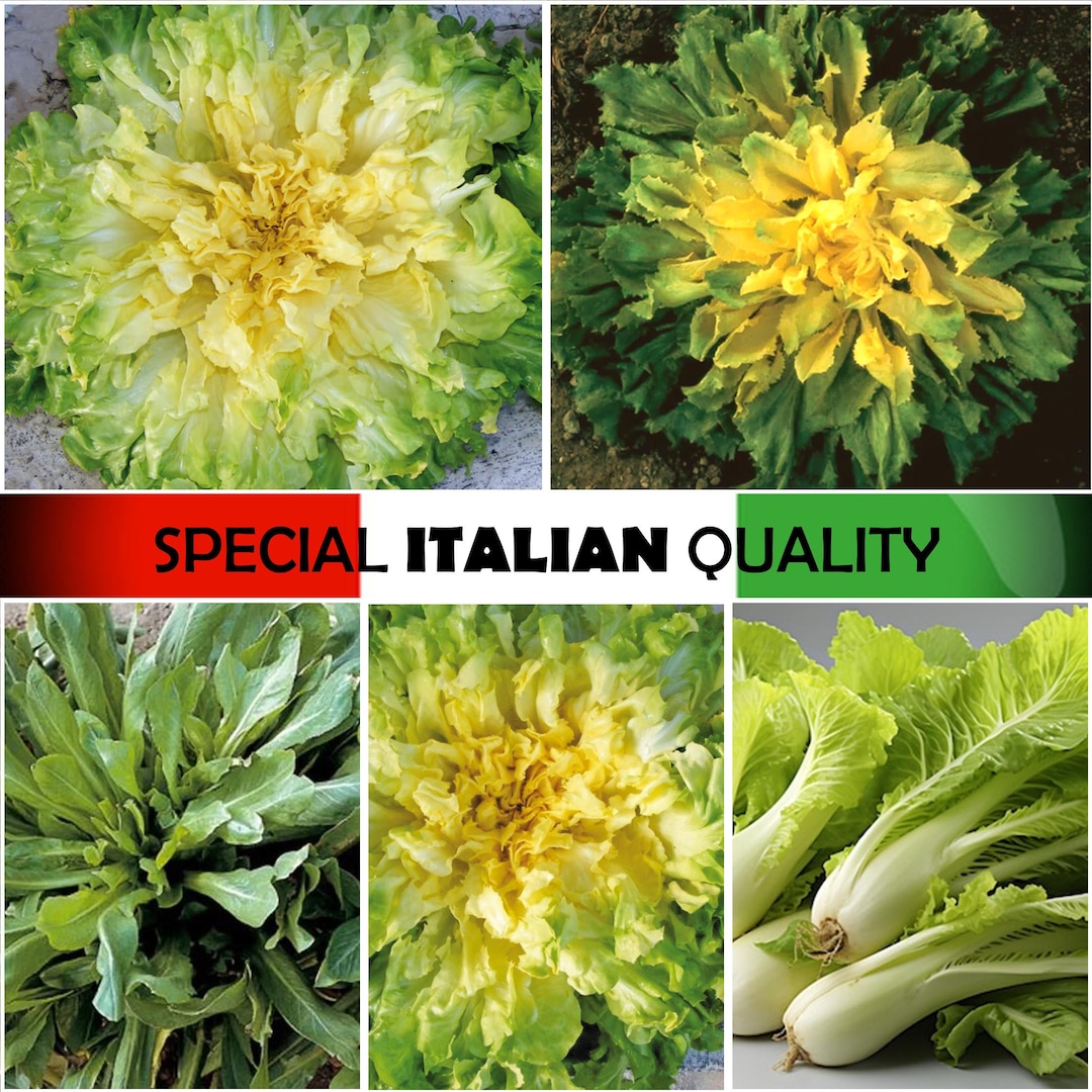 Italian Endive, Curled Endive, Cutting Endive, Frisee Lettuce, Italian ...