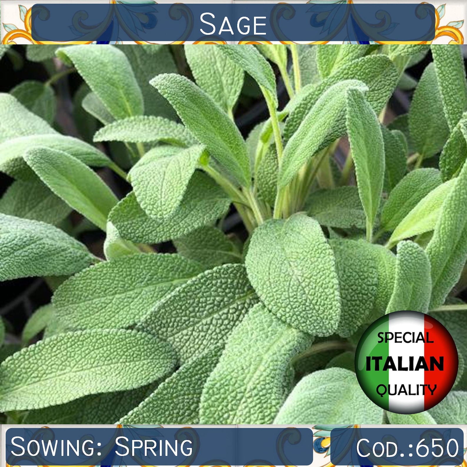 170 seeds Sage Salvia officinalis seeds Aromatic seeds | Etsy